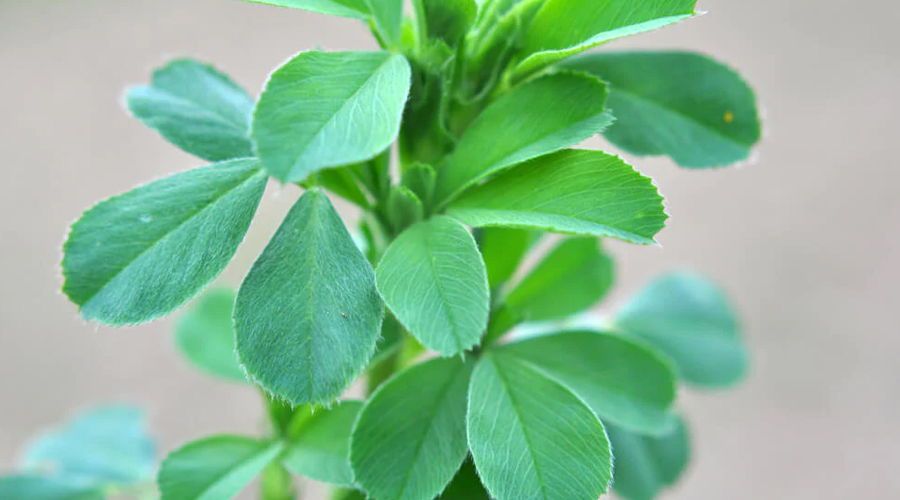 Alfalfa Leaf Benefits: A Path To Empower Your Wellness